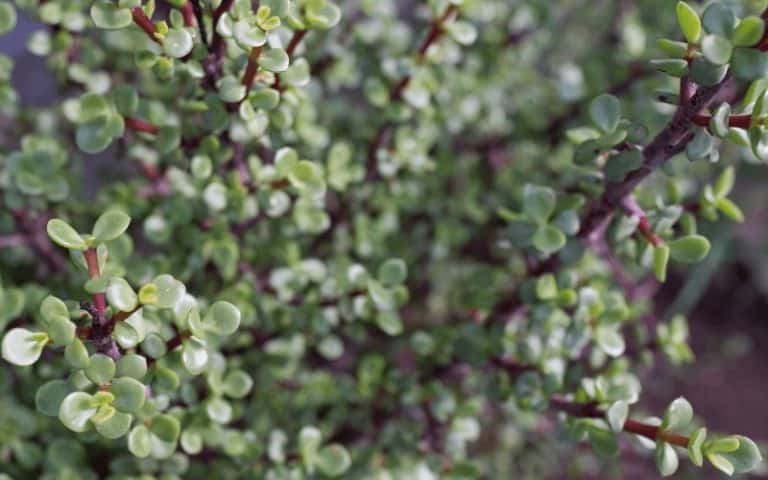 What Plants Have Red Stems? (15 Plants With Red Stems)