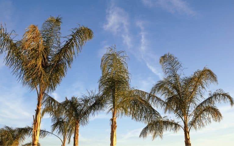 13 Types Of Palm Trees In Florida (With Scientific Names)