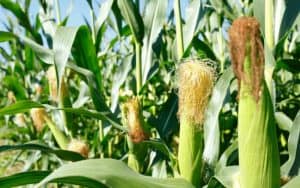 Is Corn Man-Made? (Check These Facts)