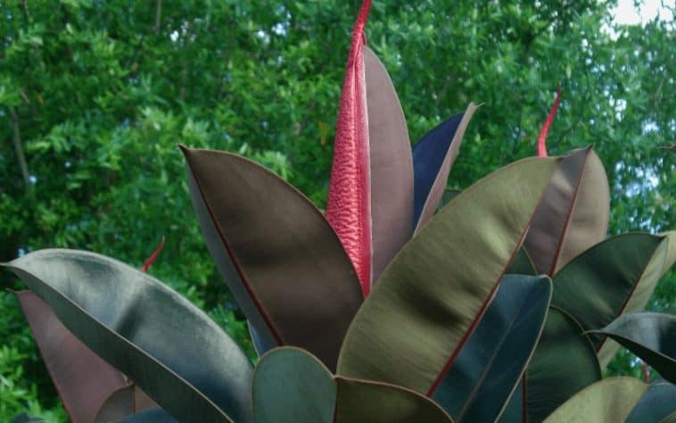 How To Save a Dying Rubber Tree Plant (Ficus Elastica Care)