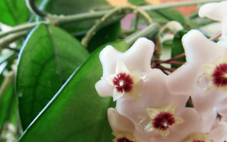Hoya Krimson Princess Care Tips (Hoya Carnosa Plant)