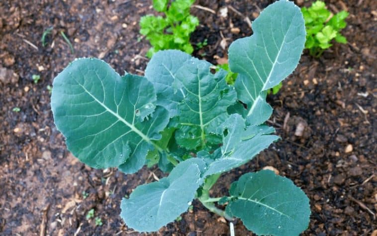 Is Broccoli Man Made Or Natural? (Broccoli ORIGIN!)