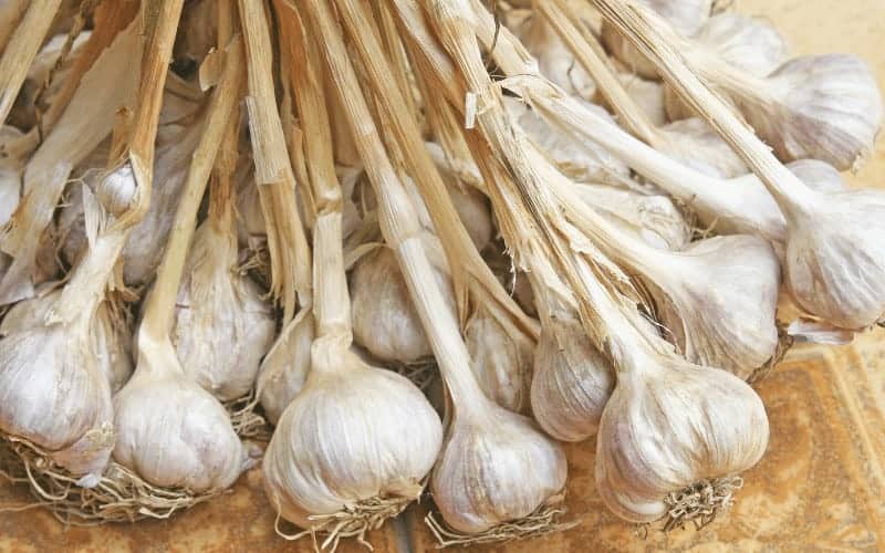 Is Garlic Man-Made? (Detailed History Of Garlic Plant)