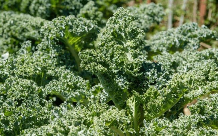 Is Kale Man Made? (Critical Facts)