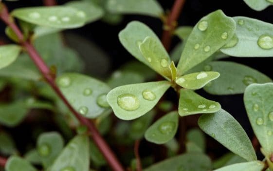 What Plants Have Red Stems? (15 Plants With Red Stems)