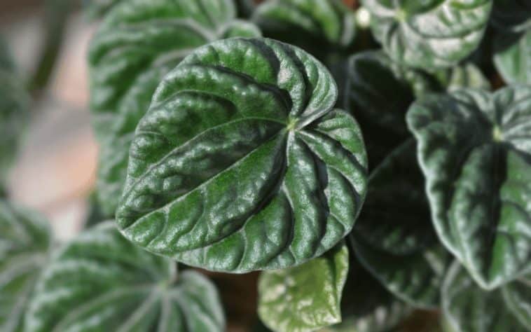 14 Beautiful Plants With Waxy Leaves (+PHOTOS)