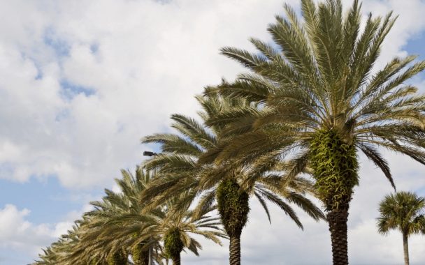 13 Types Of Palm Trees In Florida (With Scientific Names)