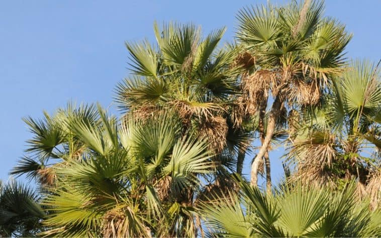 13 Types Of Palm Trees In Florida (With Scientific Names)