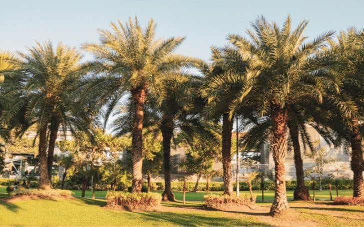 13 Types Of Palm Trees In Florida (With Scientific Names)