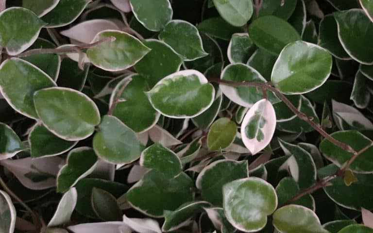 14 Beautiful Plants With Waxy Leaves (+PHOTOS)