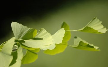 25 Types Of Ginkgo Trees (Ginkgo Tree Varieties)