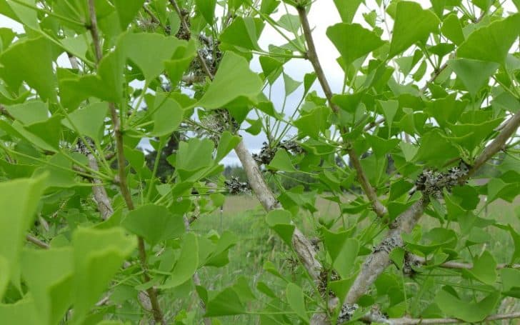 25 Types Of Ginkgo Trees (Ginkgo Tree Varieties)