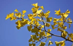 25 Types Of Ginkgo Trees (Ginkgo Tree Varieties)
