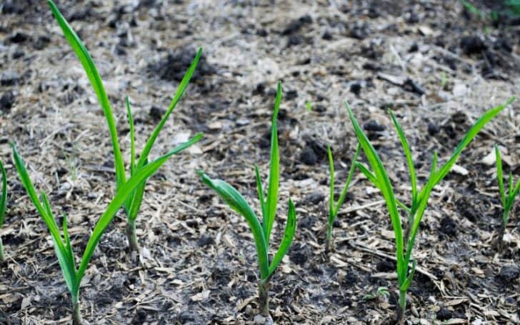 Is Garlic Man-Made? (Detailed History Of Garlic Plant)