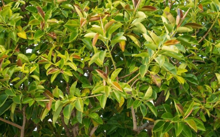 How To Save a Dying Rubber Tree Plant (Ficus Elastica Care)