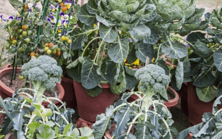 Is Broccoli Man Made Or Natural? (Broccoli ORIGIN!)