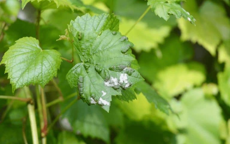 6 Common Types of Leaf Diseases [With Photos & Causes]