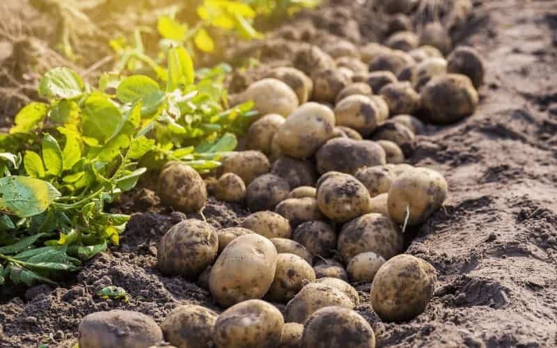 Are Potatoes Man-Made? (Vital Origin Of Potato Plant)