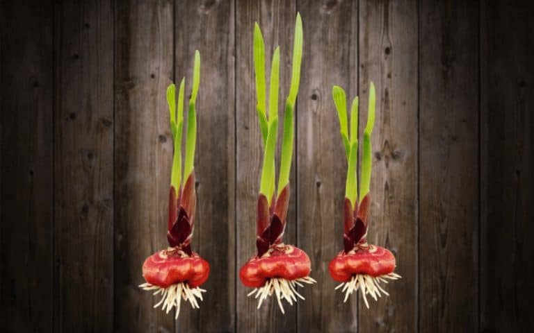 How Long For Gladiolus Bulbs To Sprout?