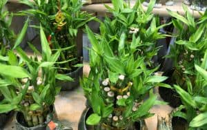 How to Repot Lucky Bamboo Plant in Rocks (8-Quick Tips)