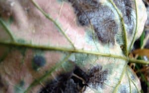 6 Common Types of Leaf Diseases [With Photos & Causes]
