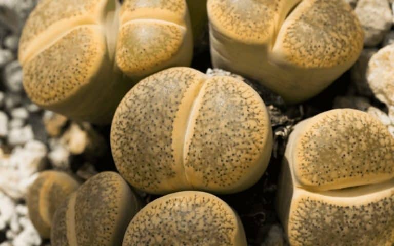 15 Types of Lithops Plant (+ Photos & How To Care for Them)
