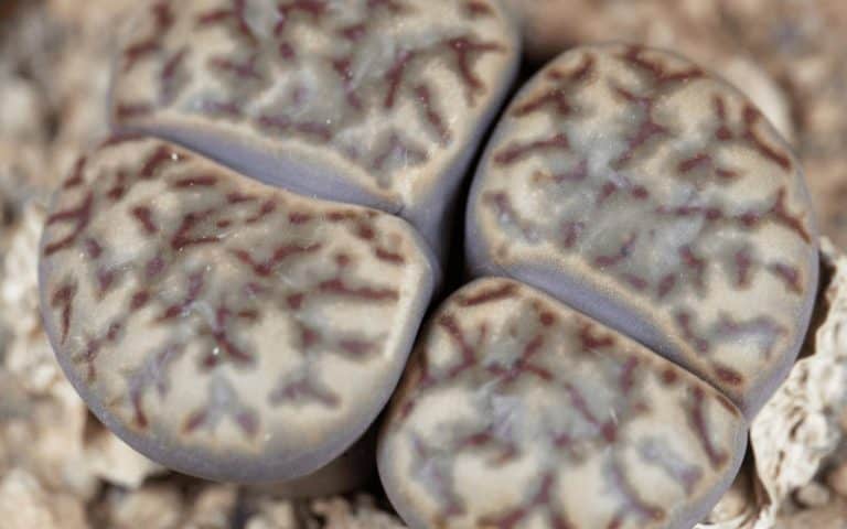 15 Types of Lithops Plant (+ Photos & How To Care for Them)