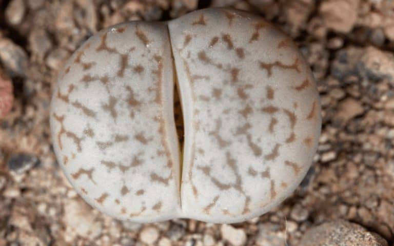15 Types of Lithops Plant (+ Photos & How To Care for Them)