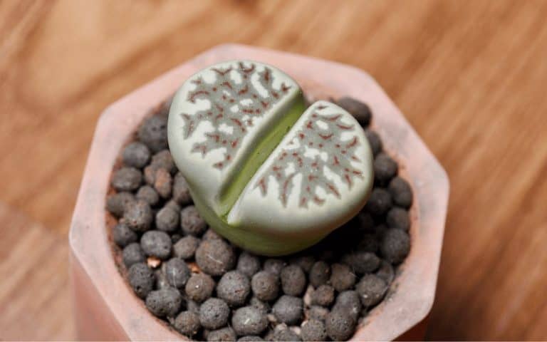 15 Types of Lithops Plant (+ Photos & How To Care for Them)