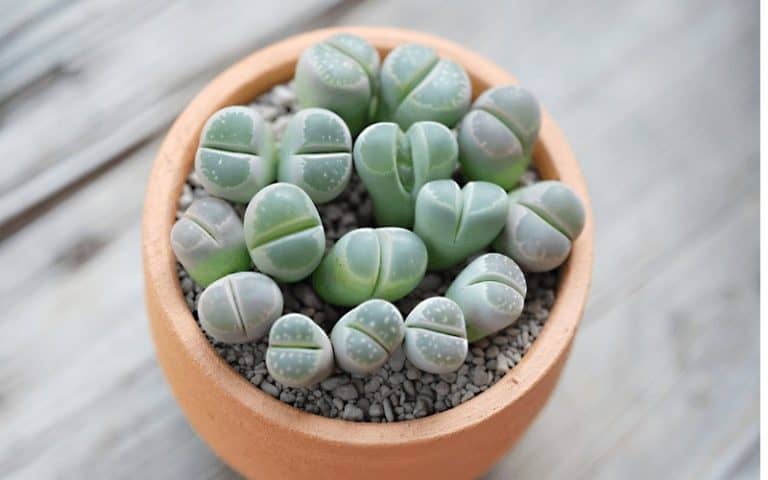 15 Types of Lithops Plant (+ Photos & How To Care for Them)