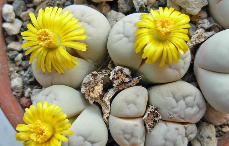 15 Types of Lithops Plant (+ Photos & How To Care for Them)