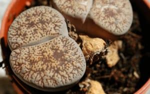 15 Types of Lithops Plant (+ Photos & How To Care for Them)