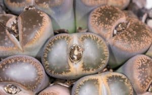 15 Types of Lithops Plant (+ Photos & How To Care for Them)