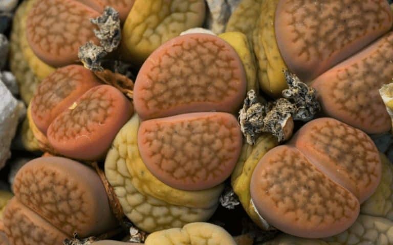 15 Types of Lithops Plant (+ Photos & How To Care for Them)