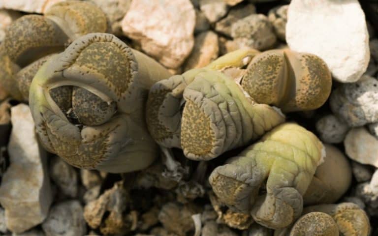 15 Types of Lithops Plant (+ Photos & How To Care for Them)