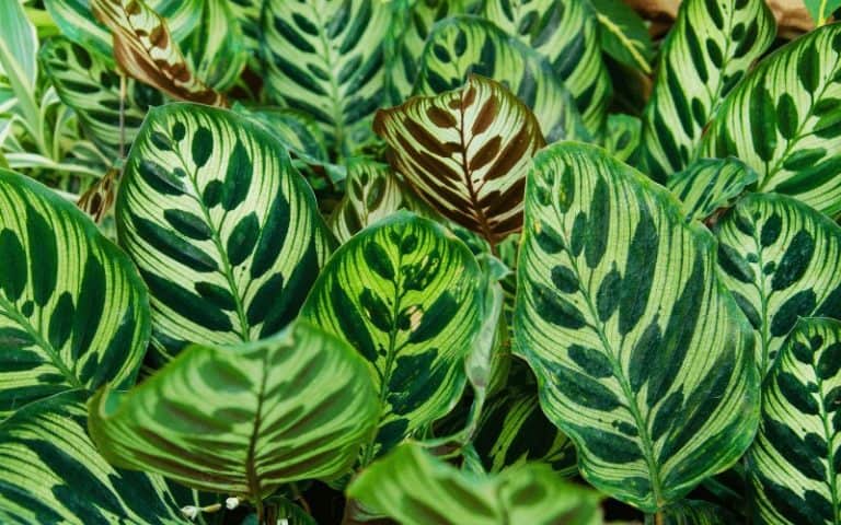 27 Types of Calathea Plants (With Pictures + Caring Guide)