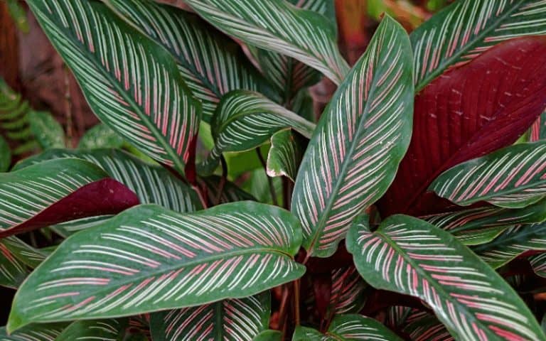 27 Types of Calathea Plants (With Pictures + Caring Guide)