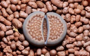 15 Types of Lithops Plant (+ Photos & How To Care for Them)