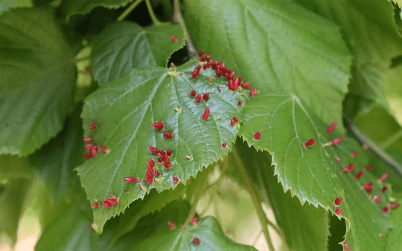 6-common-types-of-leaf-diseases-with-photos-causes
