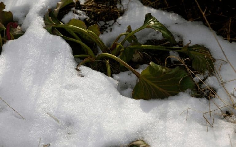 How to Save Plants from Frost Damage (9 Easy Steps)