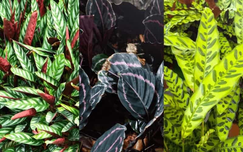 27 Types of Calathea Plants (With Pictures + Caring Guide)