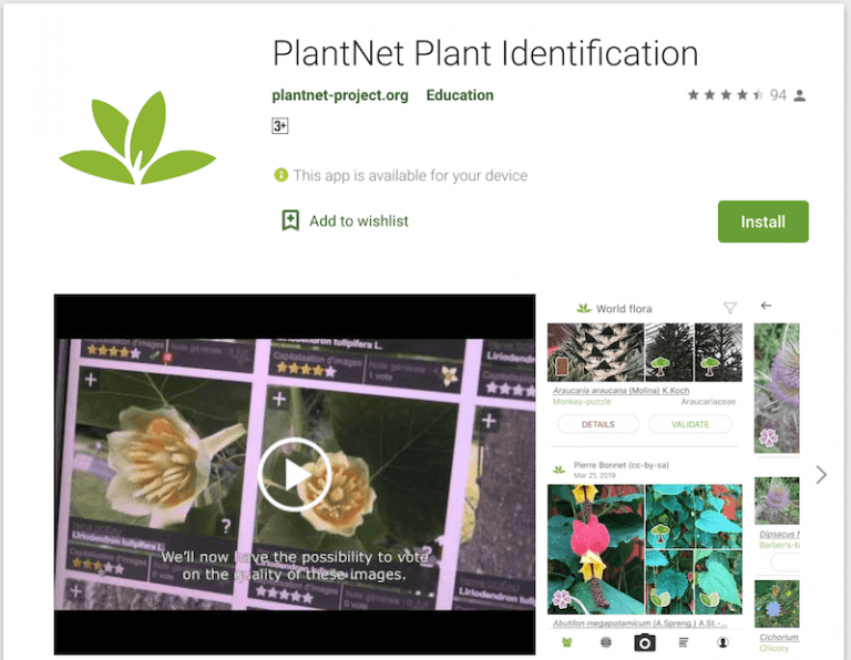 8 Best Tree Identification Apps 2023 (For Android & iOS)