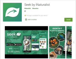 8 Best Tree Identification Apps 2022 (For Android & iOS)