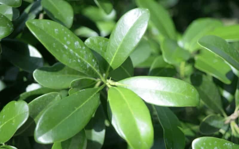 Will Rubber Tree Leaves Grow Back? (If YES, When?)