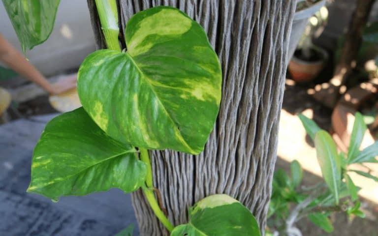 Brazil Pothos Vs Philodendron (Similarities & Differences)