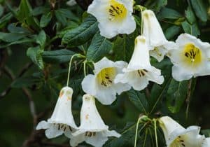 Top 10 Different Types Of Lilies (Lily Divisions + Photos)