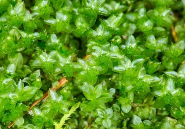 15 Popular Types Of Moss Plants (Scientific Names + Photos)