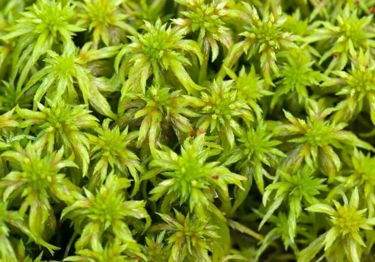 15 Popular Types Of Moss Plants (Scientific Names + Photos)