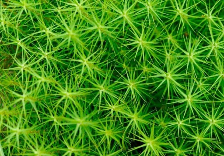 15 Popular Types Of Moss Plants (Scientific Names + Photos)