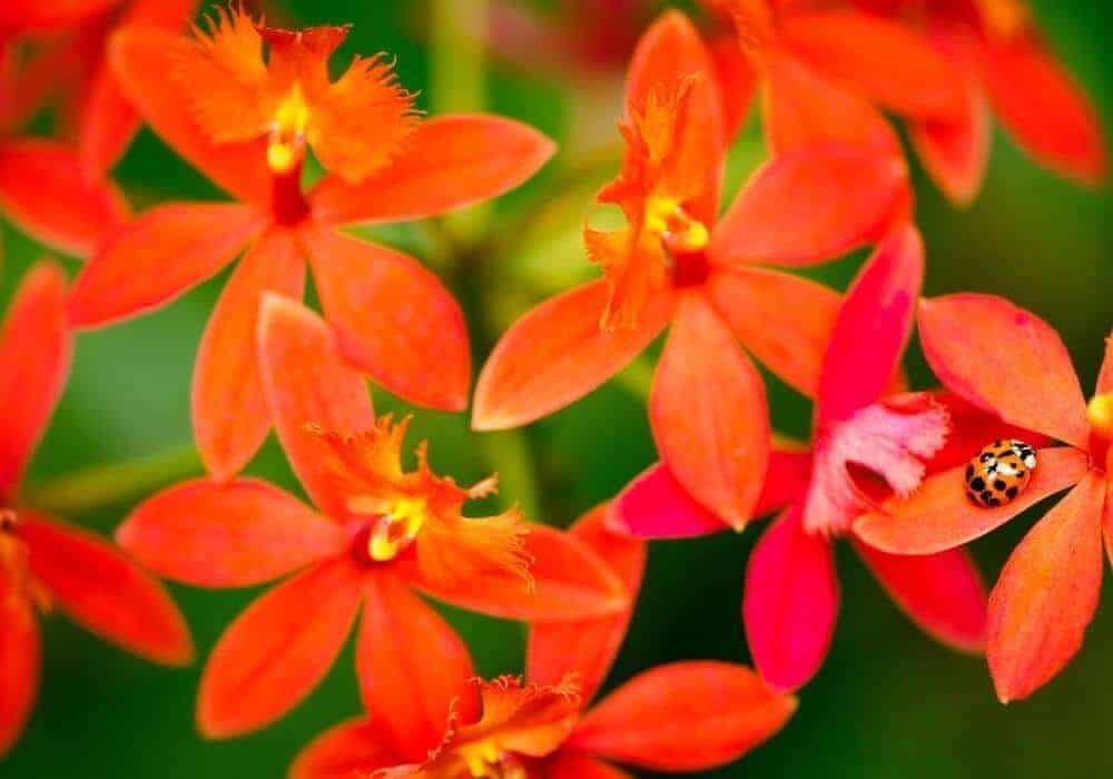 How To Get Rid Of Bugs On Orchids (Common Orchid Pests)